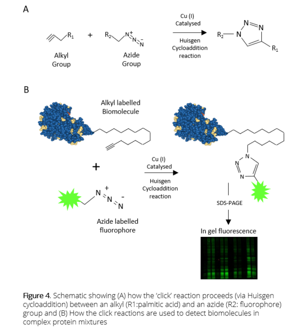 Click S-Palmitoylation Detection-775 Kit™ - Badrilla