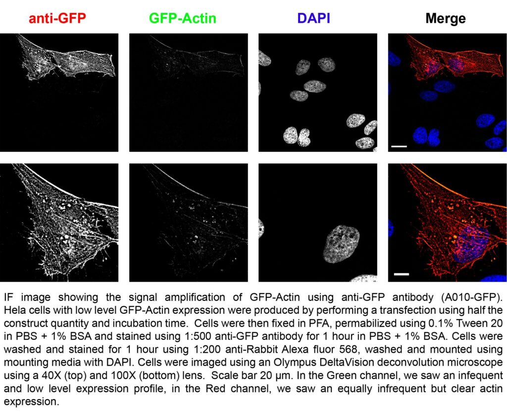 Green fluorescent protein (GFP, EGFP) pAb epitope purified - Badrilla