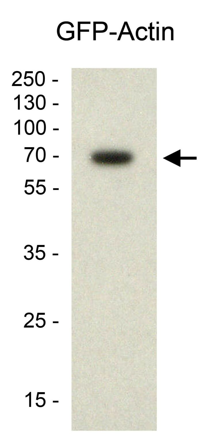 Green fluorescent protein (GFP, EGFP) pAb epitope purified - Badrilla